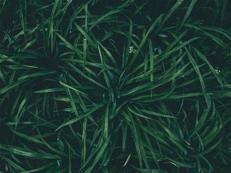 Free Download Hd Png Grass Drops Dew Moisture Green 4k Wallpaper Toppng