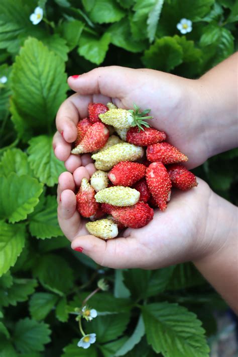 Alpine Strawberry Ice Cream Adamant Kitchen