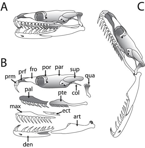 1 Skull Of Python Molurus Illustrating Cranial Kinesis And Major