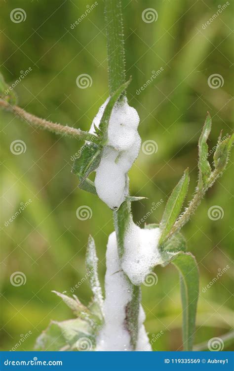 Spittlebug Foam On Plant Stock Image Image Of Plant 119335569