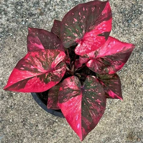 บอนสี ทรัพย์พูนผล ด่างสวยๆ ต้นตามรูปแบบชิ้นผ่าโตไวสวยเหมือนต้นแม่ Nattawat Champ Thaipick