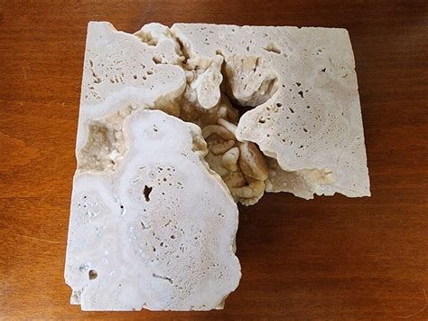 crab fossil fossilized crab fossil crab pleistocene fossils fossil