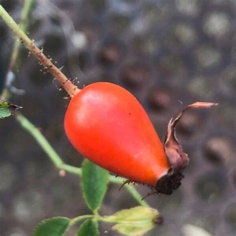 Shining Rose Rosa × Nitidula Plant Care And How To Grow Water