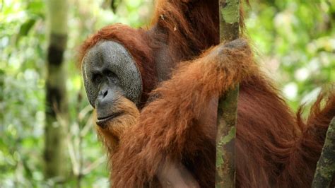 Animated Emma On Tumblr