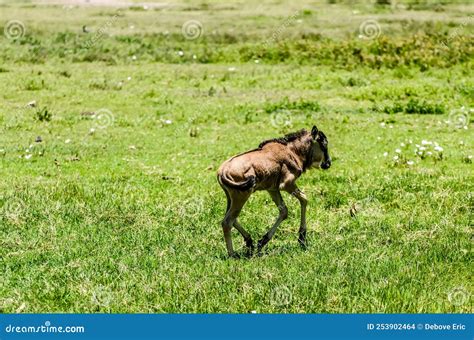 Salvaje Salvaje Tratando De Llegar A Sus Padres Desde La Sabana Africana Foto De Archivo