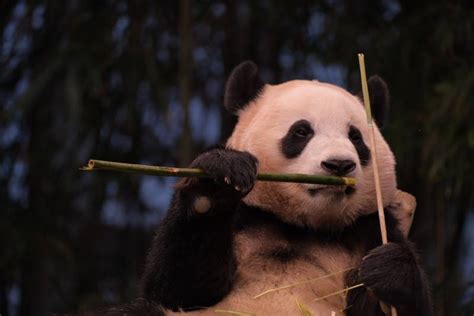 나도 푸바오 사진 올릴랭 ๑′ᴗ‵๑ 인스티즈 Instiz 일상 카테고리