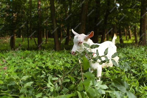 Premium Photo Goat Eating Leaves Grass In The Forest Village Meadow Field Grassland Mammal