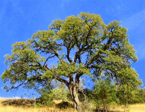World Tree Meditation Jacqueline Lasahn