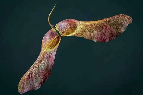 Sycamore Tree 8 Environment Buddy