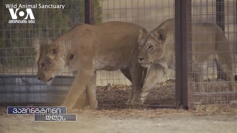უკრაინელი ლომების გზა ოდესიდან კოლორადომდე Youtube