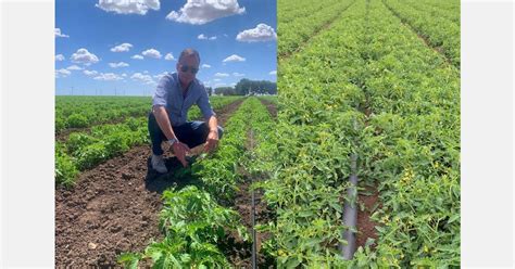 Fewer Industry Tomato Hectares Expected In Puglia Fewer Industry Tomato Hectares Expected In Puglia