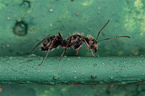 Premium Photo Adult Female Carpenter Ant
