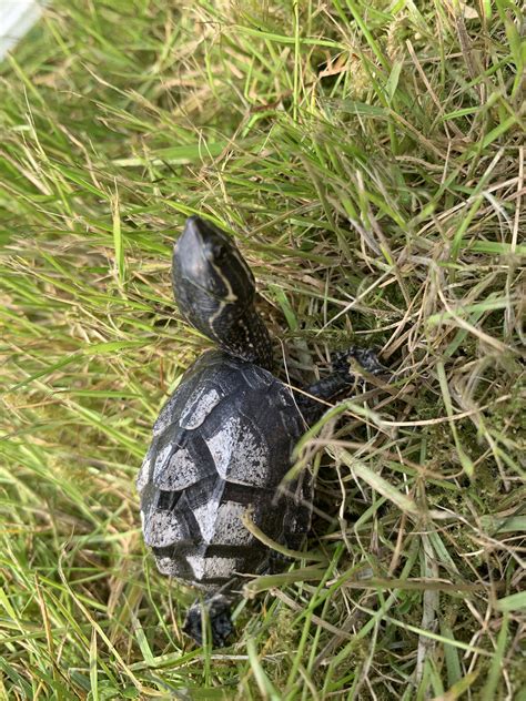 Is This Shell Rot On My Musk Turtle Or Is It Just Dry I Find It Hard To Get Them To Bask They