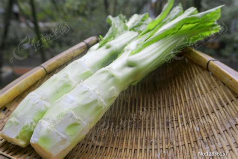 茎用芥菜蔬菜 笋子芥 高清图片下载 红动中国