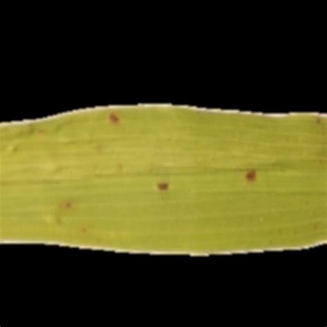 Object Deteksi Daun Padi Object Detection Dataset And Pre Trained Model