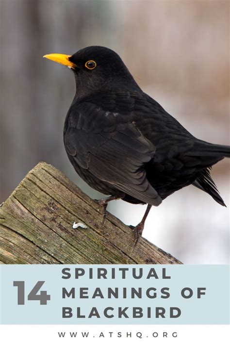 Black Bird In Your House Meaning At Brianna Rocher Blog