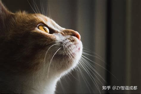 宠物去世后遗体该怎么处理 知乎