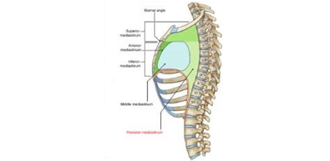 How Much Do You Know About Posterior Mediastinum Quiz Quiz And Trivia