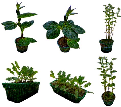 논문 리뷰 Plantdreamer Achieving Realistic 3d Plant Models With Diffusion Guided Gaussian Splatting