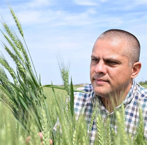 Конвенционалната технология на слънчоглед няма категорични решения за справяне с плевелите