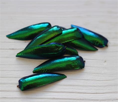 10 X Elytra Beetle Wings Undrilled Etsy