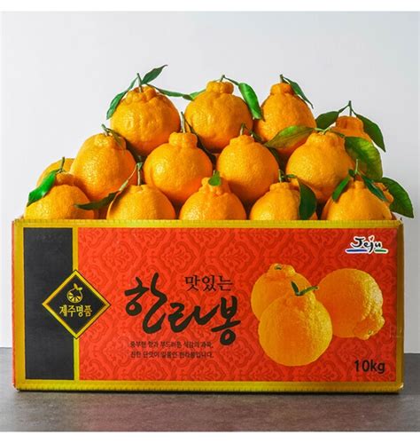 제주 한라봉 10kg 41 50과 벌크 티몬