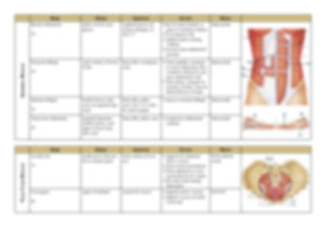 Solution Comprehensive Guide All Major Muscles Of The Human Body 2