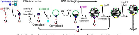 figure 1 from strong subunit coordination drives a powerful viral dna
