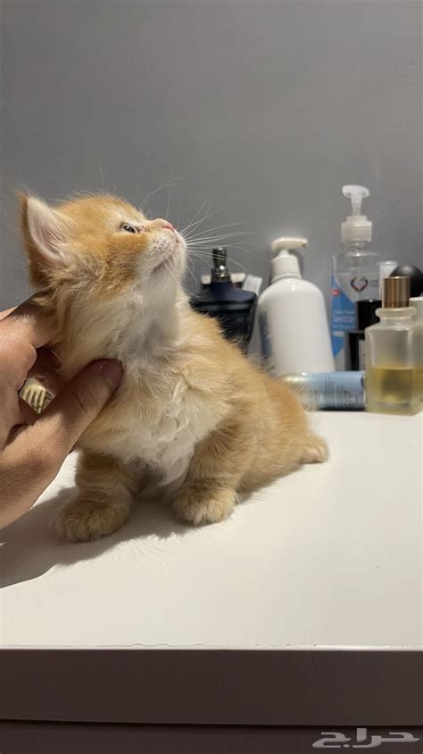 هجين سكوتش موقع حراج