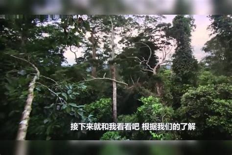 男子森林中发现“巨型生物”，走近一看吓坏了，专家也愣住了生物森林男子
