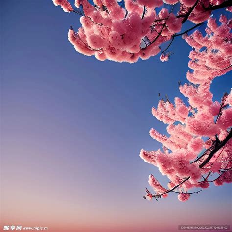 花卉摄影图自然风景自然景观摄影图库昵图网
