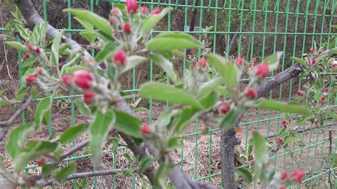 방치된 사과나무 가지치기 전지전정 개심형 Youtube