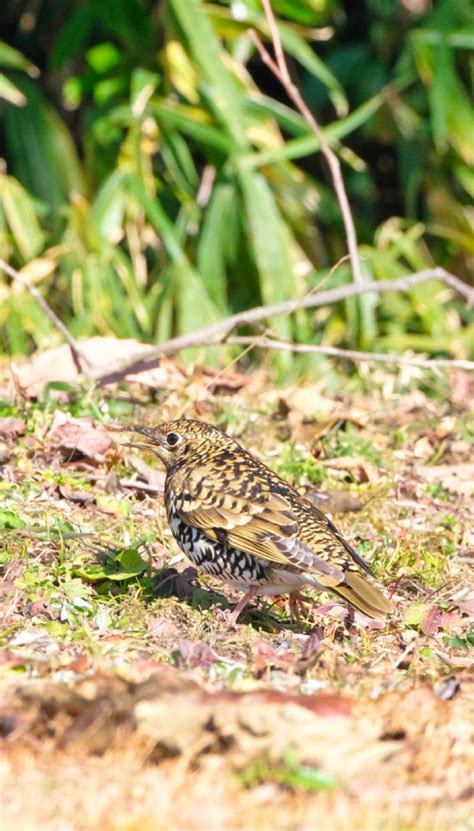 トラツグミ 関西色とりどり