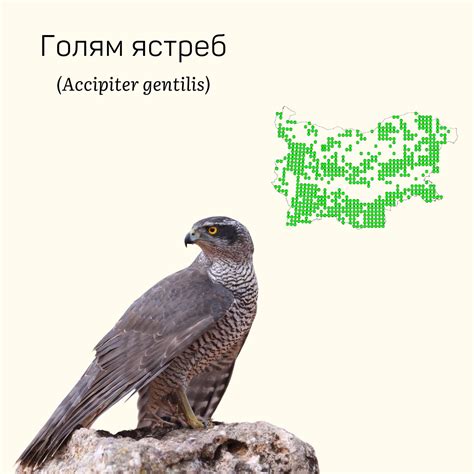 Европейската Голям ястреб Accipiter Gentilis ️ Описание Дължина на тялото ♂ 49 56 см ♀