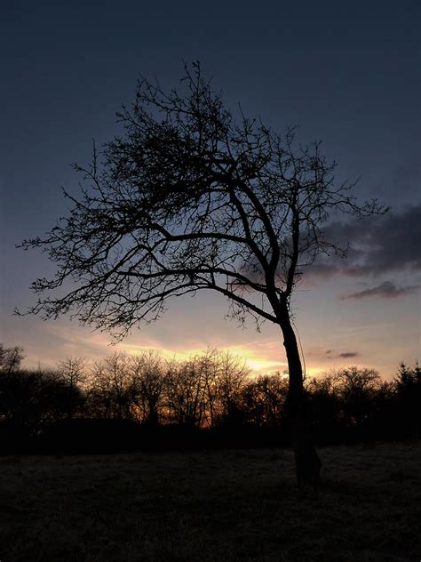 Sad Tree By Dan4815 On Deviantart