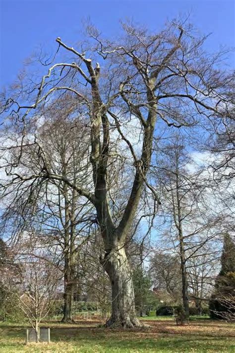 Tree Surgery Commercial Tree Technique Andover