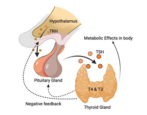 Regulation Of Thyroid Hormones Secretion By The Hypothalamus And Download Scientific Diagram