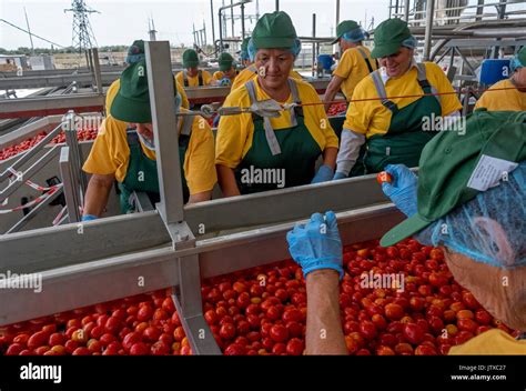 Tomato Paste Producing Process At The Tomato Paste Factory Apk