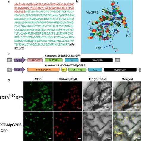 Sequences Modeling And Constructs For Genetic Transformation And