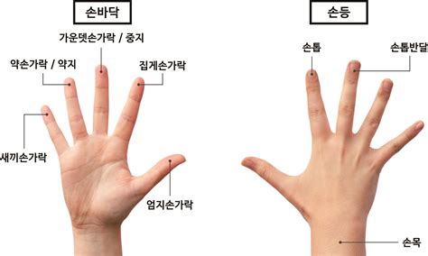 손바닥 명칭 그림