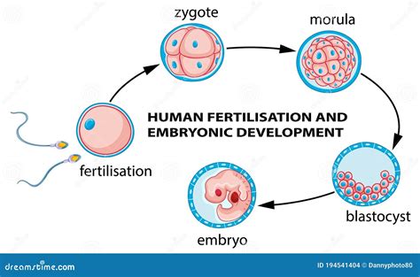 Human Fertilization And Embryo Development Stock Vector Illustration