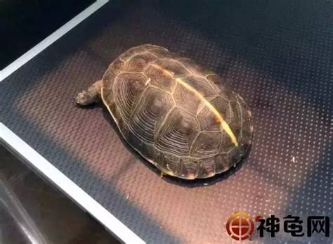 龟常见病预防及治疗呕吐 处理