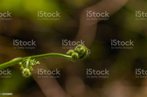 젊은 식물의 아름 다운 촬영입니다 그리고 어두운 배경에서 자연 신선도입니다 검은색에 대한 스톡 사진 및 기타 이미지 검은색 고독 개념 광합성 Istock