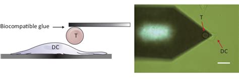 Functionalization Of Atomic Force Microscope Cantilevers With Single T Cells Or Single Particle