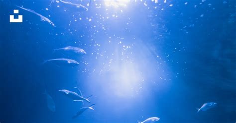 Peixes Brancos E Pretos Debaixo Dágua Foto Imagem Grátis Sobre Azul