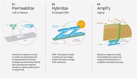Rnascope Probe；c1通道靶探针 知乎