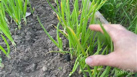 Рятуємо цибулю від цибулевої мухи Youtube