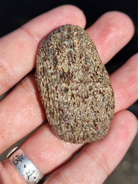 Any Idea What This Is Rfossilporn