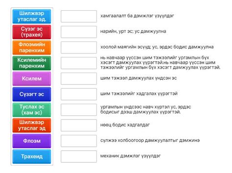 УРГАМАЛЫН ФЛОЭМ КСИЛЕМИЙН БҮТЭЦ ҮҮРЭГ Match Up