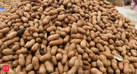Sea Gujarat To Harvest Record High Groundnut Crop Says Sea The
